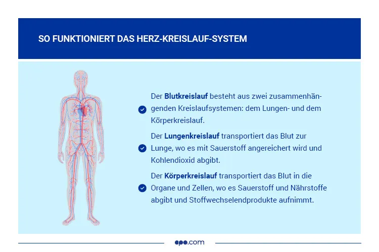 Herz-Kreislauf-System – einfach erklärt | apo.com Magazin
